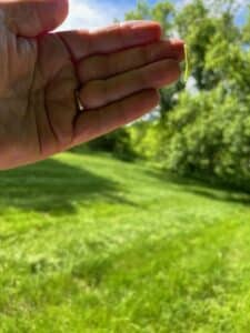 Tree Resilience to Inch Worms - Del's Garden Center